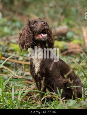 Chocolate brown (liver) English Cocker Spaniel pet dog head portrait ...