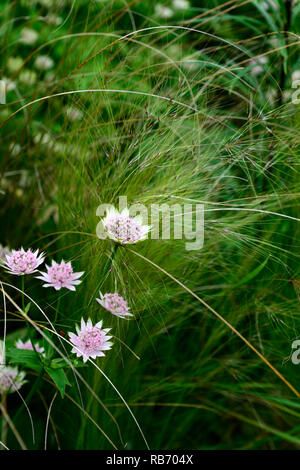 astrantia major bo ann, Stipa elegantissima, pink flower, flowers ...