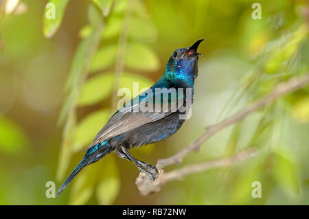 the Beautiful Sunbird male has a spectacular breeding season plumage. A ...