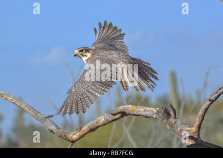 Prairie Falcon in Flight Stock Photo - Alamy