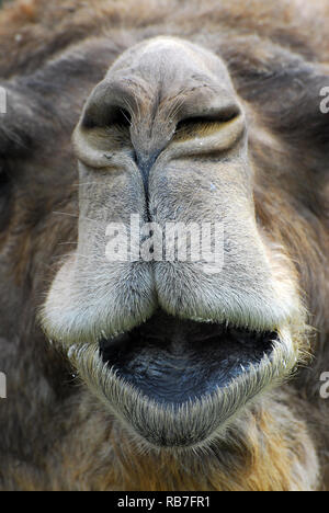 Camelus dromedarius, or the dromedary camel, is a species of camel ...
