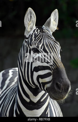 Selous' zebra (Equus quagga selousi) and Rothschild giraffe (Giraffa ...