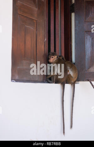 Monkey looking in the window Stock Photo - Alamy