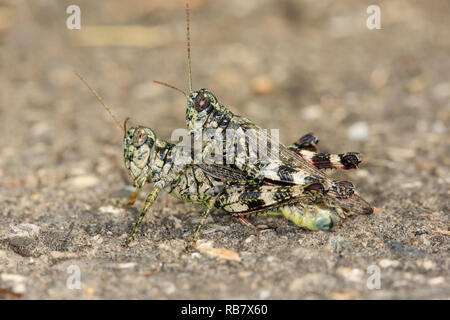 Mating pair of Pine Tree Spur-throat Grasshoppers (Melanoplus ...