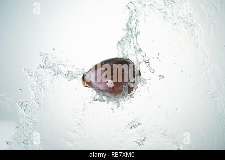 Seashell overhead view and water splash on white background Stock Photo ...