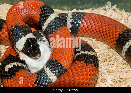 Sinaloan Milk Snake Mexico Stock Photo - Alamy