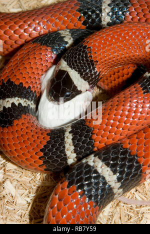Sinaloan Milk Snake Mexico Stock Photo - Alamy
