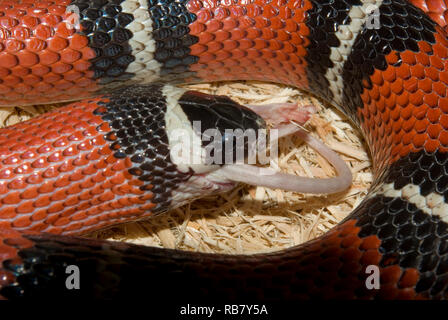 Sinaloan milk snake, Lampropeltis triangulum sinaloae, in front of ...