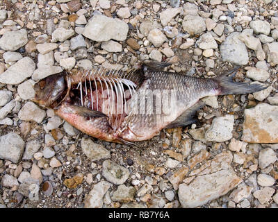 Freshwater fish skeleton Stock Photo - Alamy