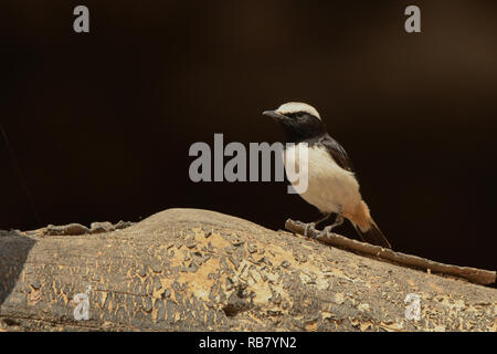 Arabian wheatear, Arabian mourning wheatear, South Arabian wheatear ...