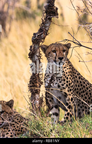 Two cheetahs near the tree. Kenya, Africa Stock Photo - Alamy