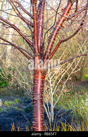 Close-up image of Prunus serrula also called birch bark cherry ...