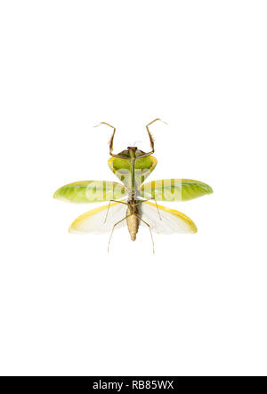 green leaf mantis, tropical shield mantis, or hooded mantis ...