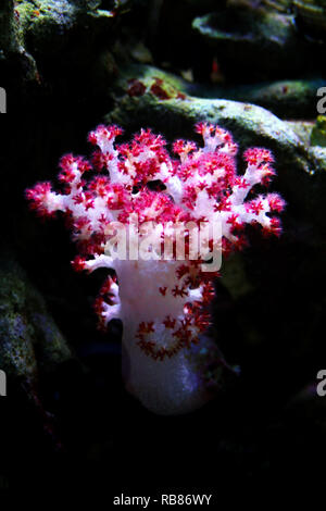 Pink tree coral (Dendronephthya) with fish in deep blue water, dive ...