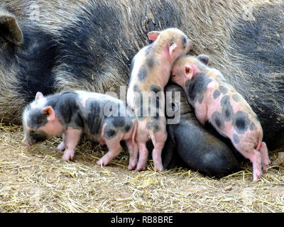A female pig feeding her babies Stock Photo - Alamy