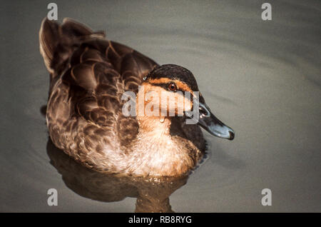 Philippine Duck, Anas luzonica, Anatidae. Rare Duck from the ...