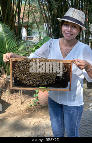 Asian Honey Bee (Apis cerana), Insecta, Southern Islands, Singapore ...