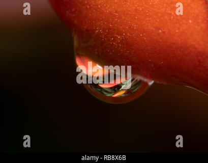 Water Droplet Refraction Photography with flowers Stock Photo - Alamy