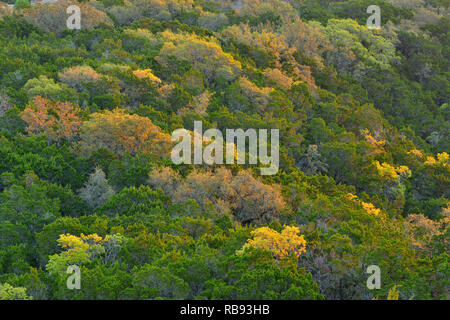 Overlooking suburban Austin Hill Country woodland in spring, Austin ...