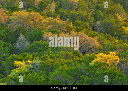 Overlooking suburban Austin Hill Country woodland in spring, Austin ...