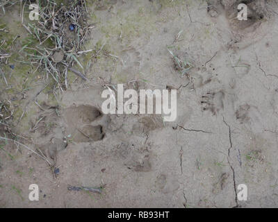 Some footsteps of the boar's legs Stock Photo - Alamy