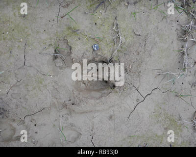 Some footsteps of the boar's legs Stock Photo - Alamy