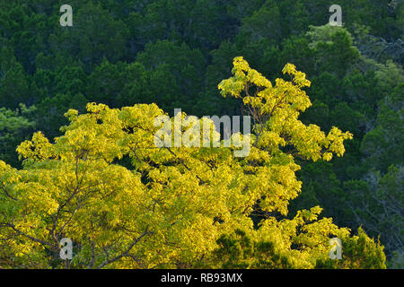 Overlooking suburban Austin Hill Country woodland in spring, Austin ...