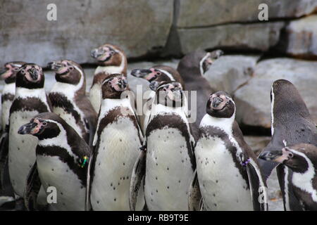A gathering of African Penguins on some rocks Stock Photo - Alamy