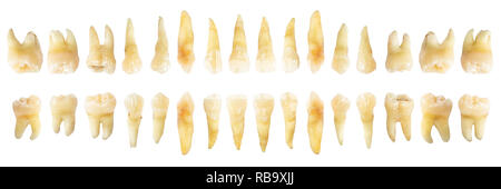 Tooth diagram ( photography ). Real teeth chart . Top view . isolated ...
