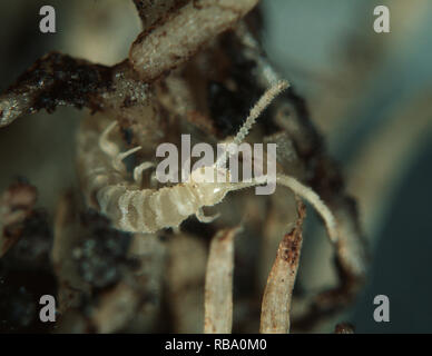 Symphylid or symphylan, Scutigerella immaculata, a soil pest of ...