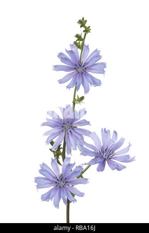 Chicory wild flowers, petal blue color, blur background with green ...