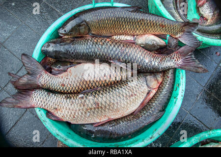 Belgrade, Serbia - Freshwater fish caught in the Danube River showcased ...
