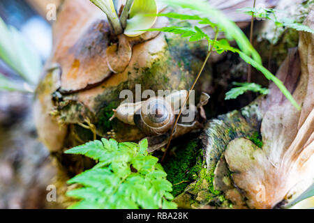 Big snail in shell crawling on the tree over green blurred nature ...