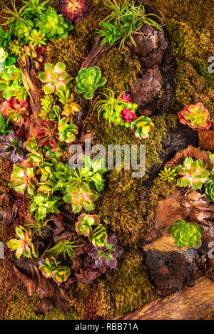 Living wall vertical plantscape at The Esplanade on Worth Avenue in ...
