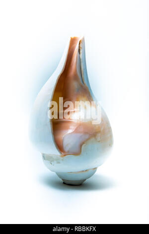 Conch shell isolated closeup sea Stock Photo - Alamy