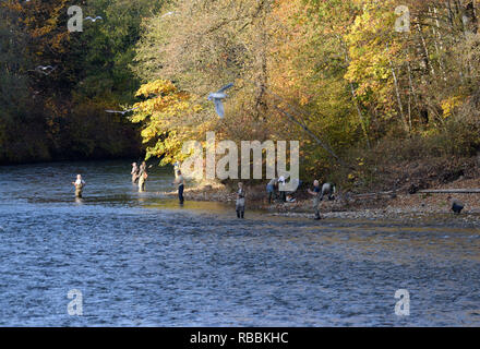 Fishing The Puntledge River, Courtenay, Vancouver Island, B.C Canada ...