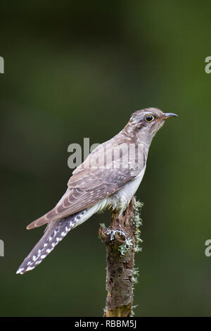 Pallid Cuckoo (Cuculus pallidus) Tasmania, Australia Stock Photo - Alamy