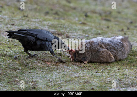 dead road kill crow Stock Photo - Alamy