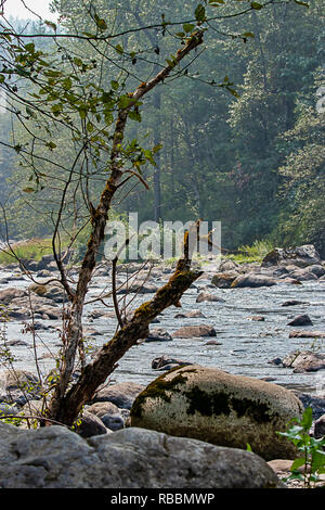 Small stream in the forest, broken trees covered in snow, winter ...