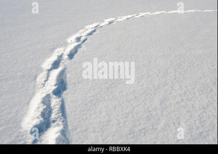 a footprints in a fresh powder snow Stock Photo - Alamy