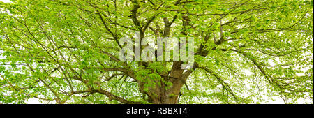 spring banner background with closeup of Linden tree flowers Stock ...