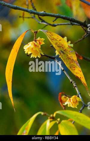 Wintersweet flowers bloom at a botanical garden in Anlu City, central ...