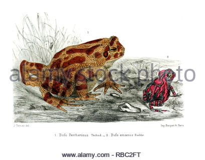 Square-marked toad or African common toad, Amietophrynus regularis Stock Photo - Alamy
