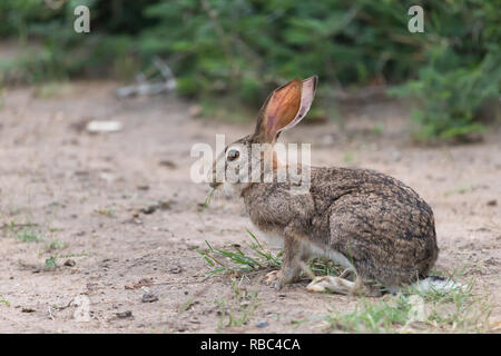 Grey small hare eating grass on summer field. Wild rabbit in nature ...