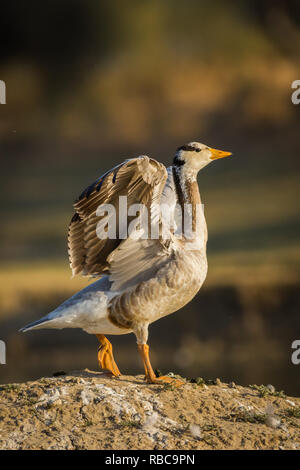 Bar-headed goose at tal chappar blackbuck sanctuary, India Stock Photo ...