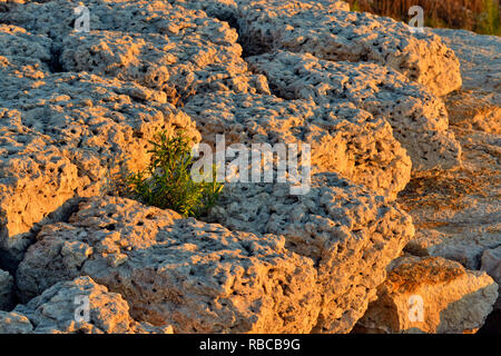 Exposed limestone rocks along shore of Lake Travis, Austin, Texas, USA ...