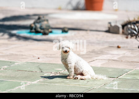 Portrait funny dirty poodle puppy dog after play in a mud puddle ...