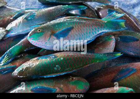 Fish market, Kota Kinabalu, Sabah, Malaysian Borneo Stock Photo ...