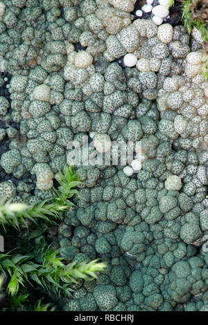 Hypocrea gelatinosa, green-spored jelly fungus Stock Photo - Alamy