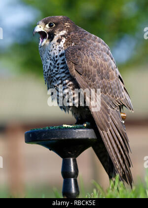 A beautiful bird of prey used as a falconers bird Stock Photo - Alamy